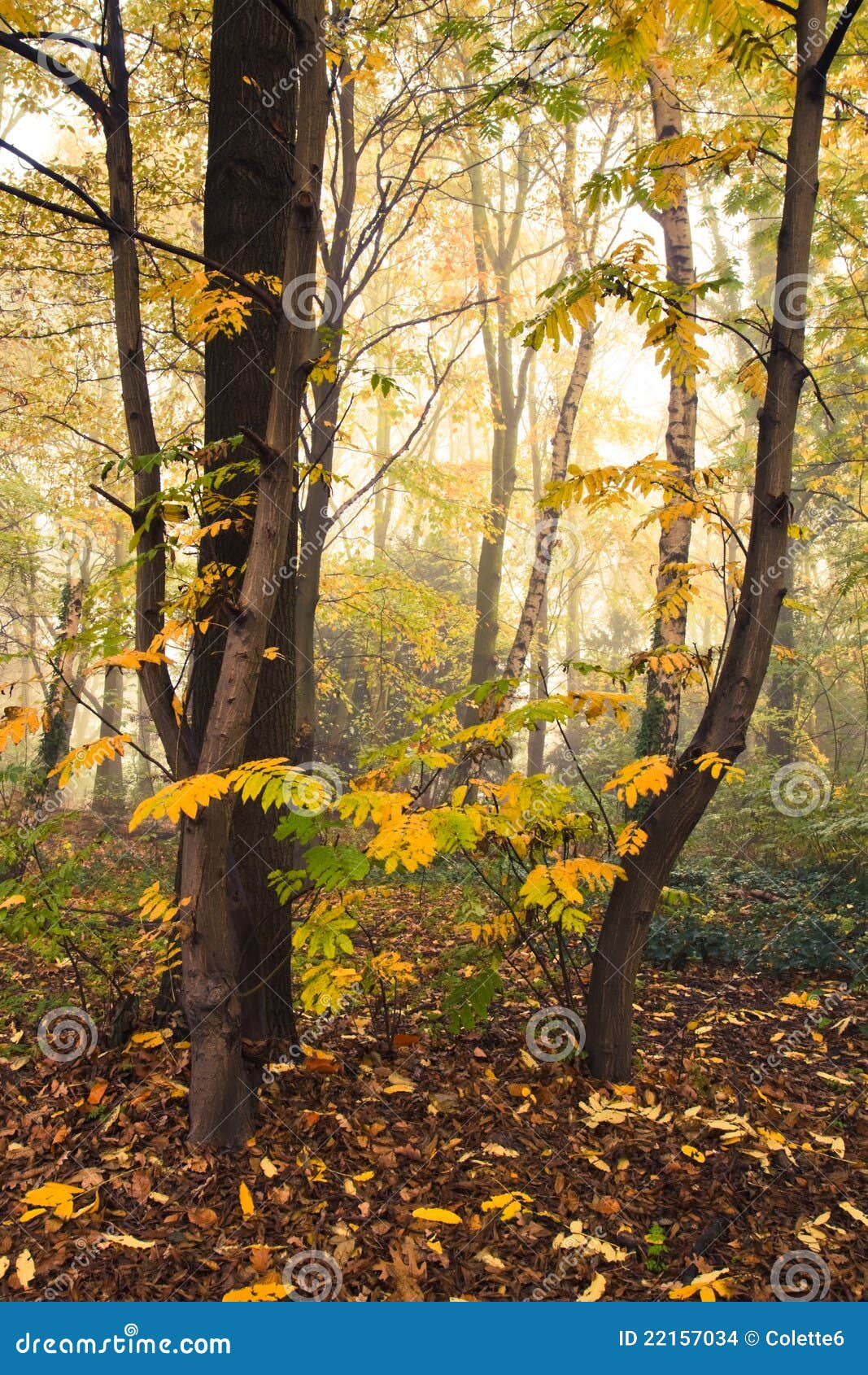Forest in fall with mist stock photo. Image of silent - 22157034