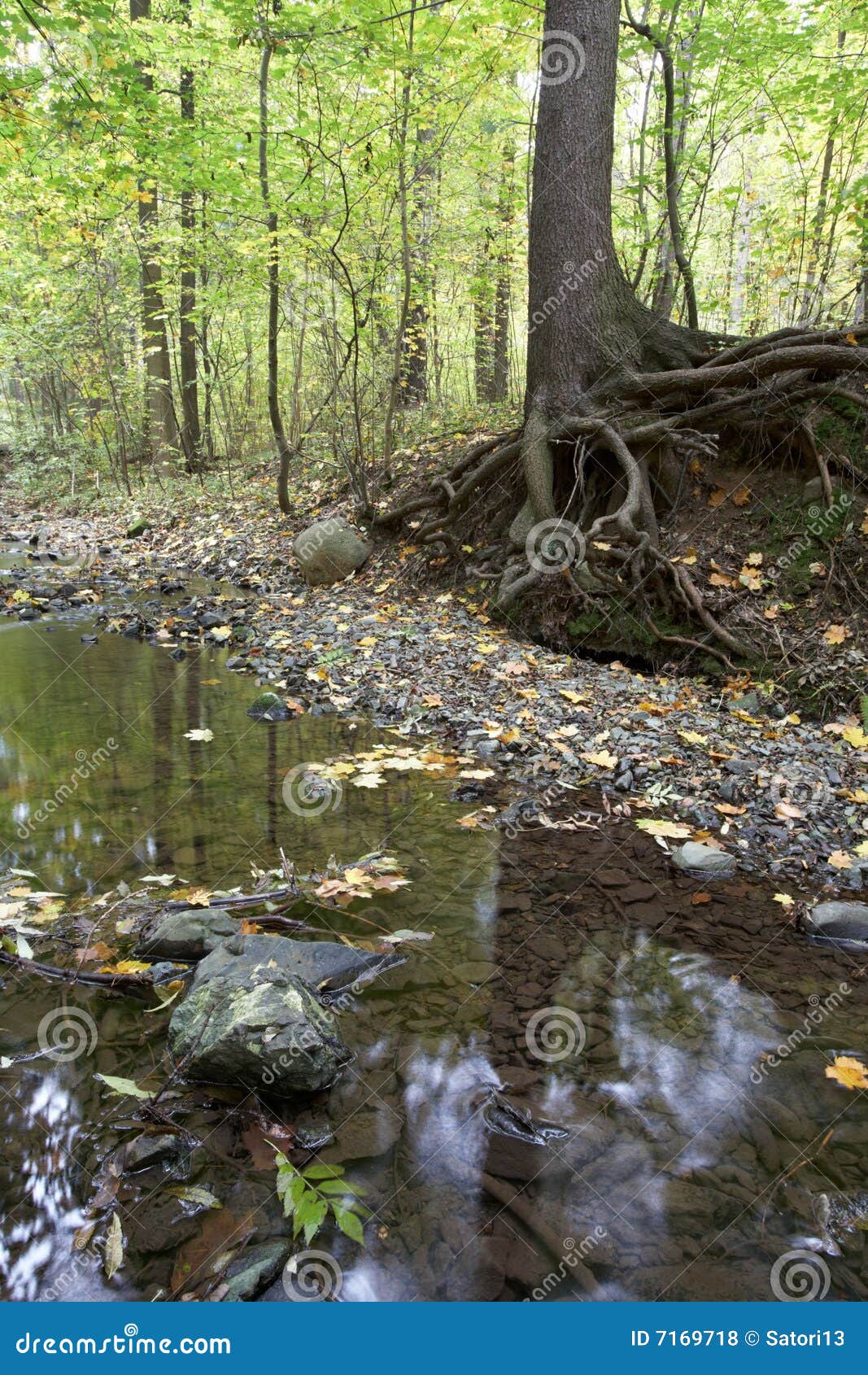 Forest in fall time stock photo. Image of light, creek - 7169718