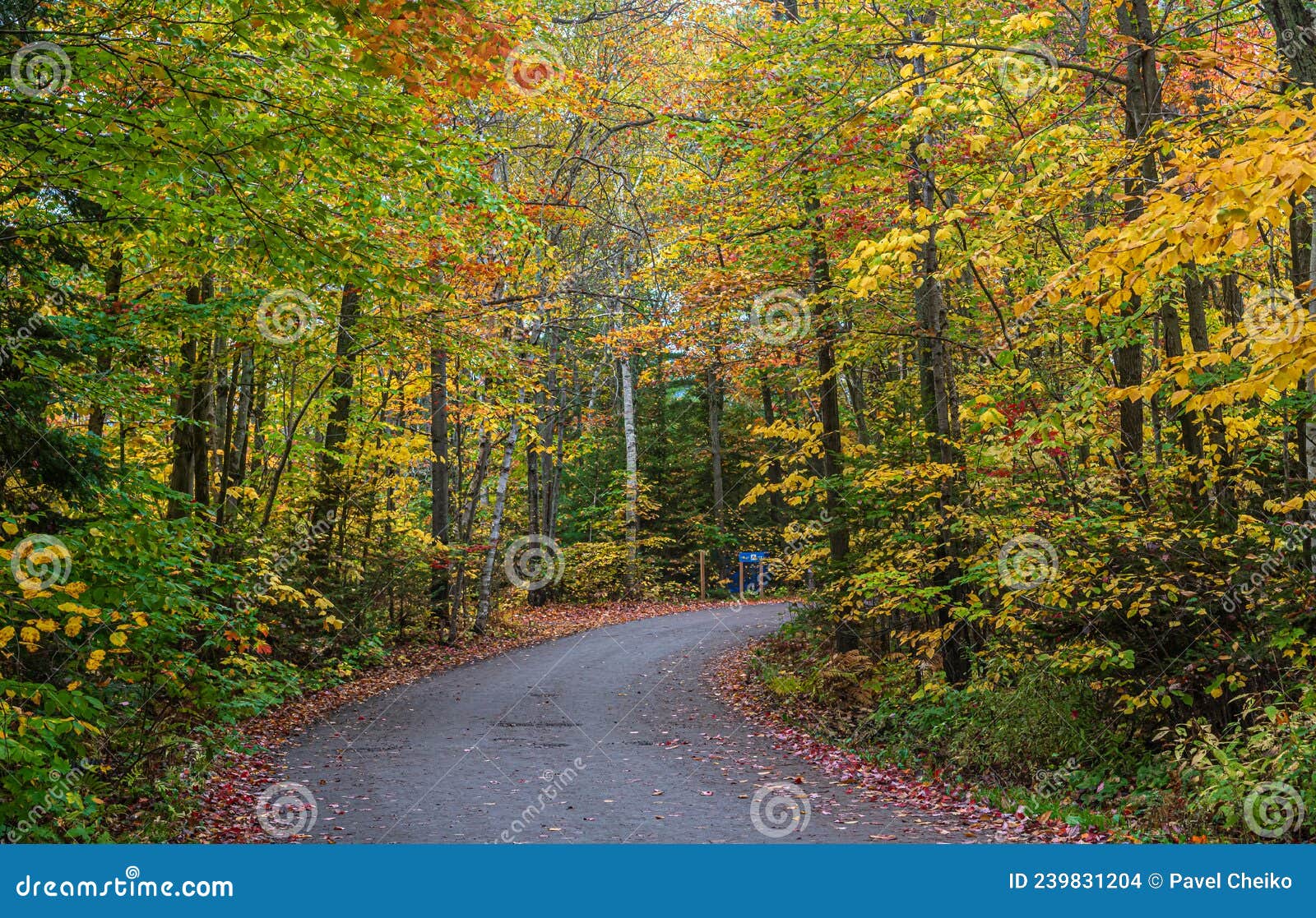 Forest in fall time stock photo. Image of country, camping - 239831204