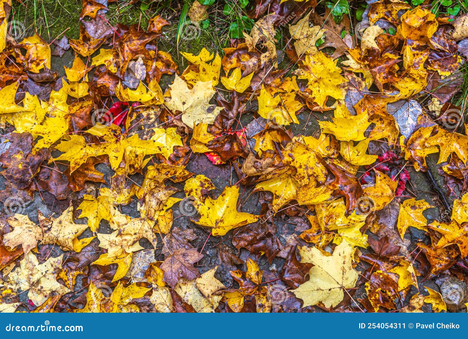 Forest in fall time stock image. Image of colors, nature - 254054311