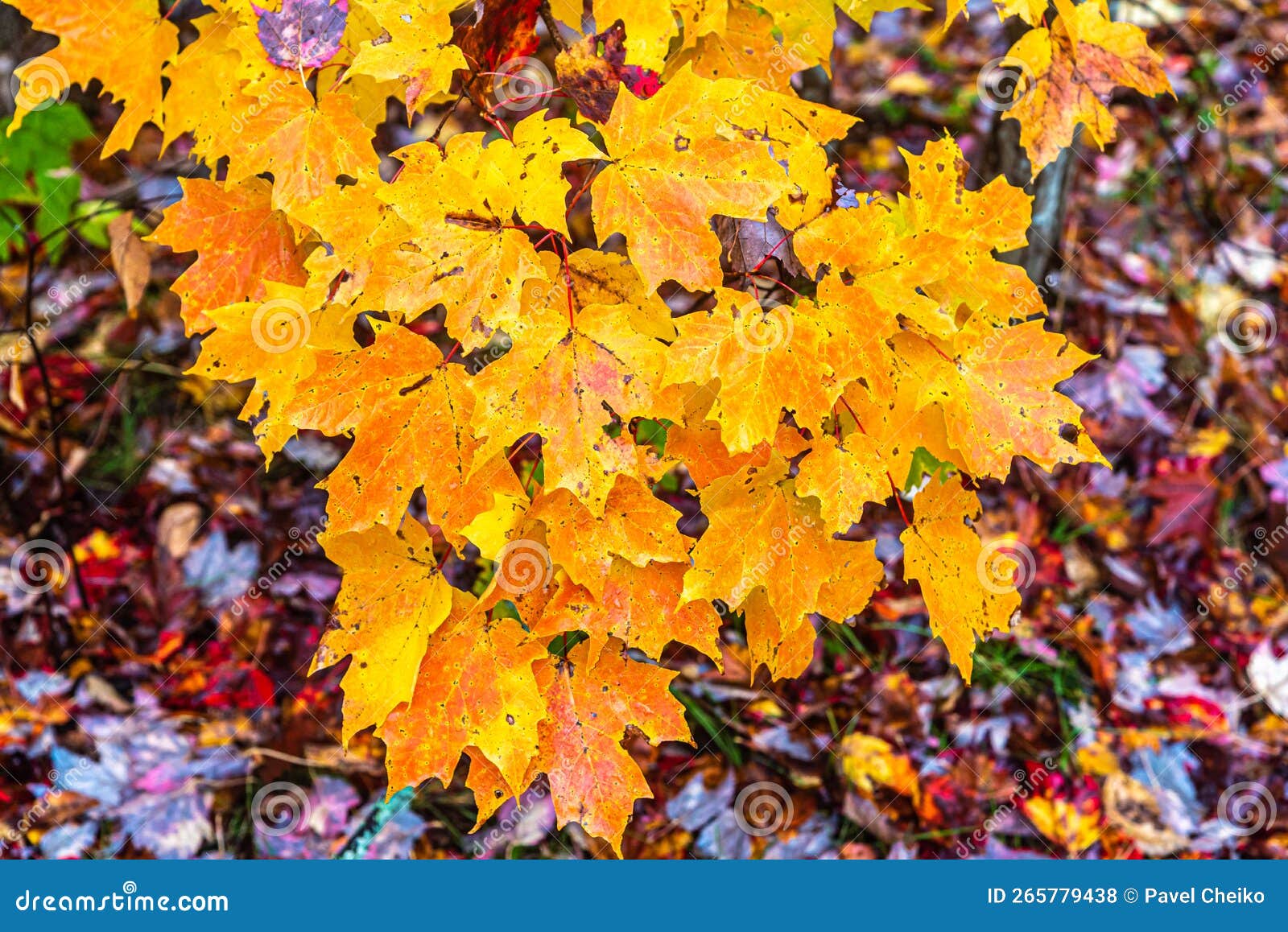 Forest in fall time stock photo. Image of autumn, spruce - 265779438