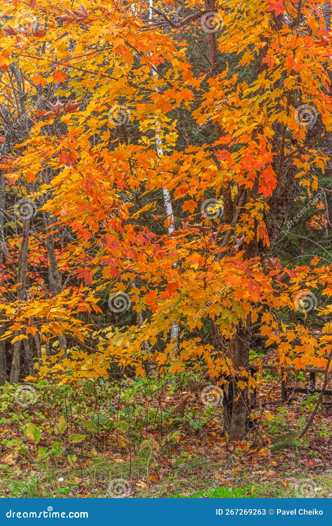 Forest in fall time stock image. Image of leaves, autumn - 267269263