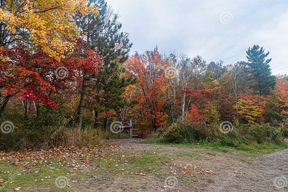 Forest in fall time stock image. Image of fall, green - 320481677