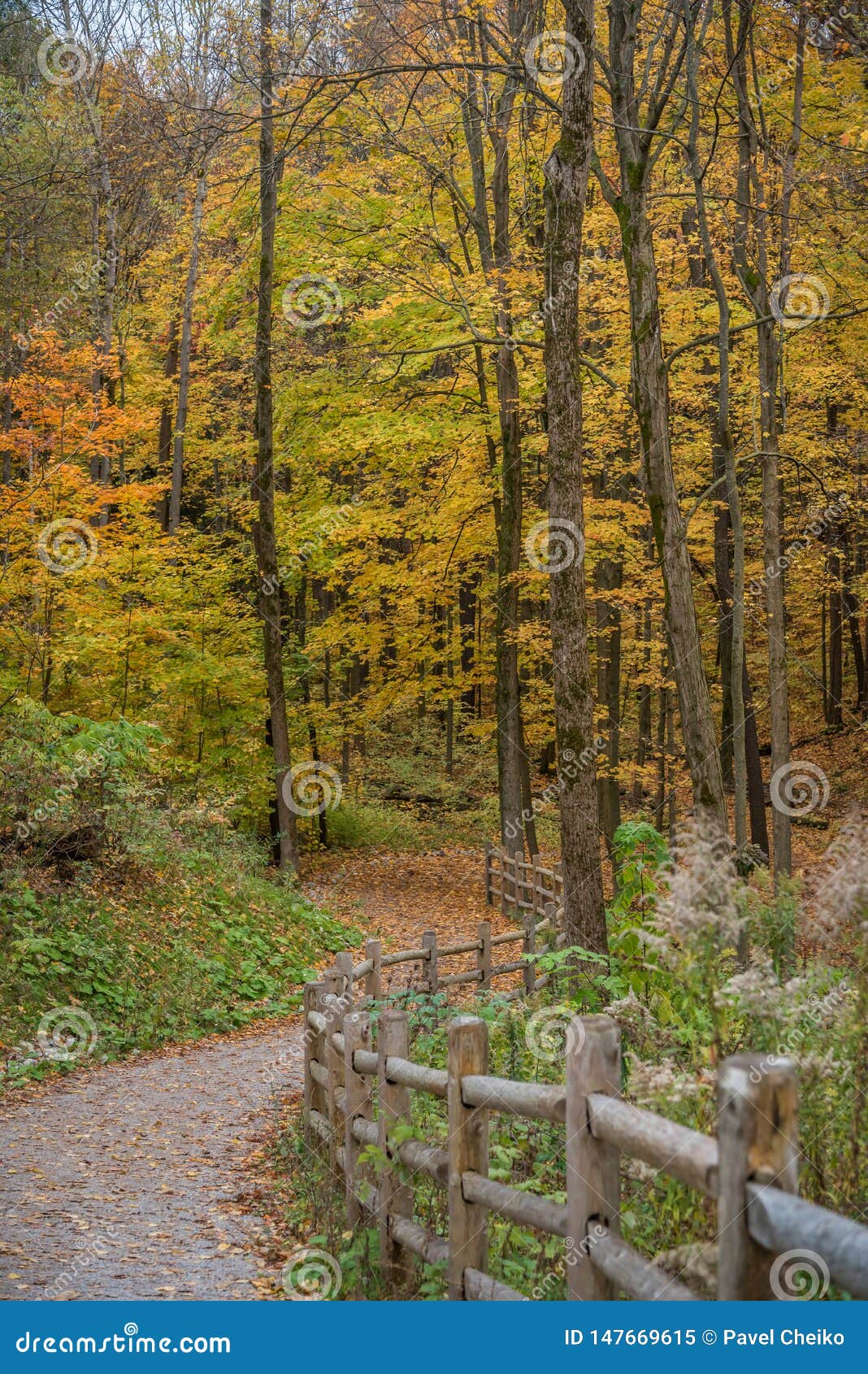 Forest in fall time stock image. Image of path, countryside - 147669615