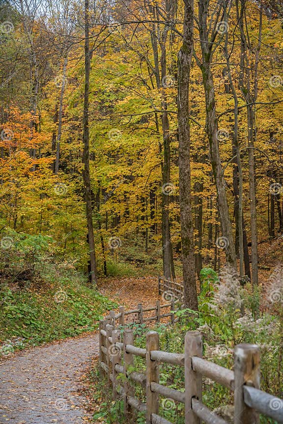 Forest in fall time stock image. Image of path, countryside - 147669615