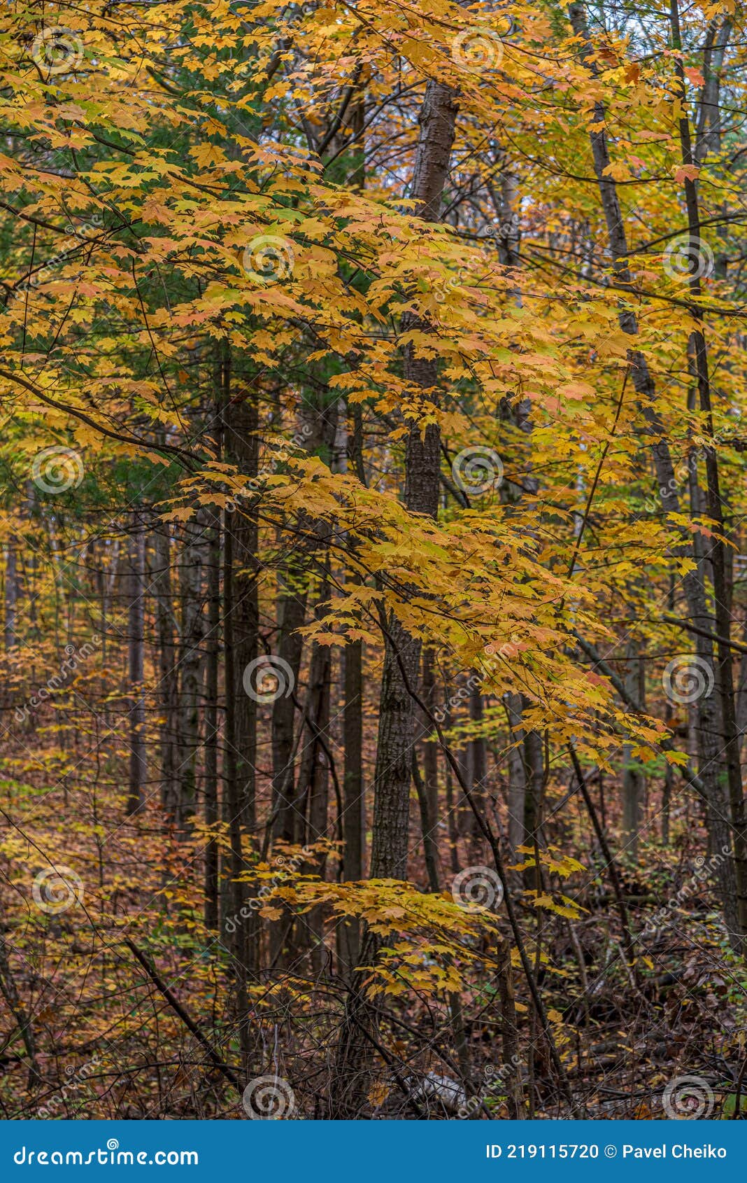 Forest in fall time stock photo. Image of landscape - 219115720