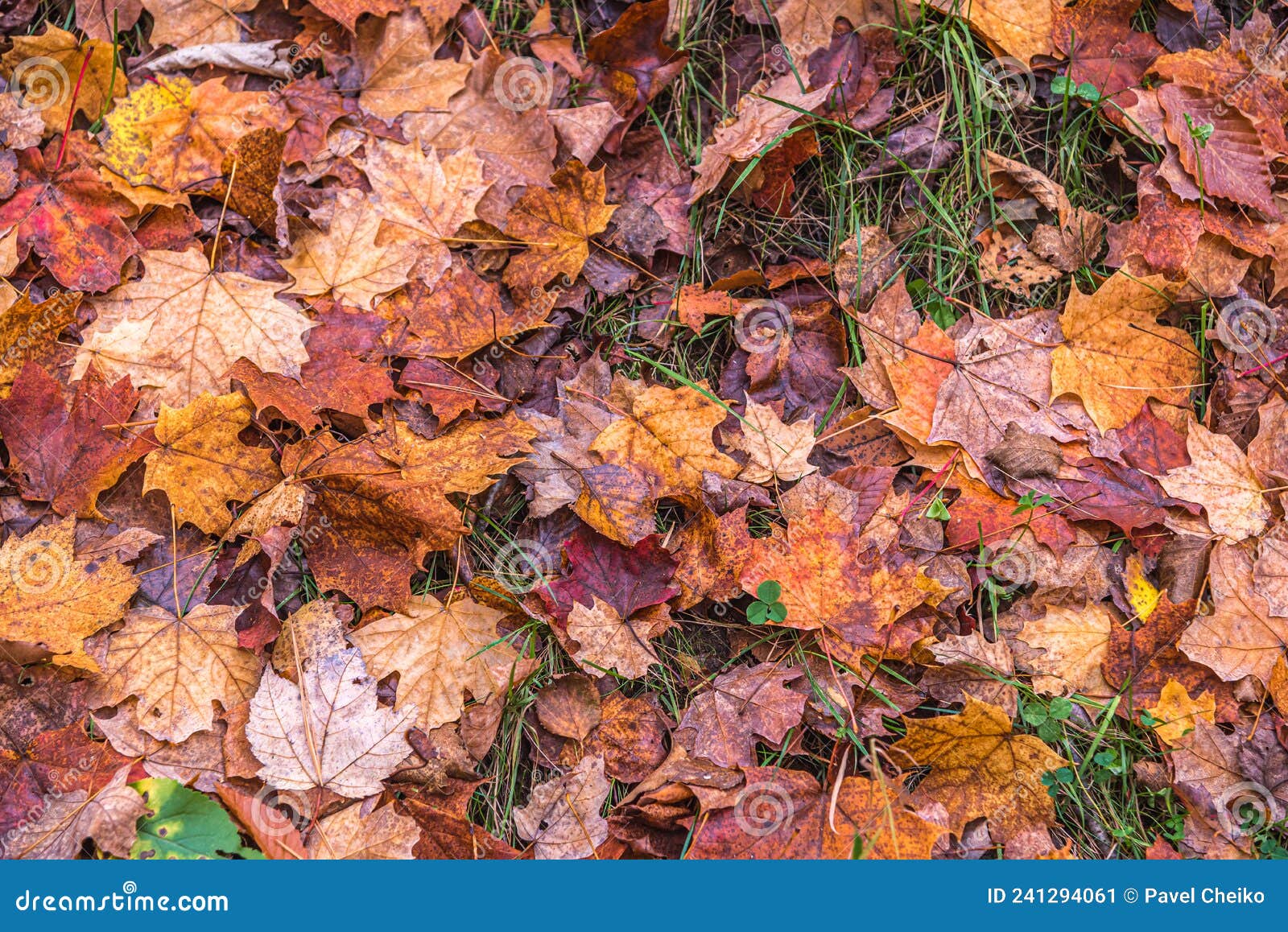 Forest in fall time stock image. Image of nature, landscape - 241294061