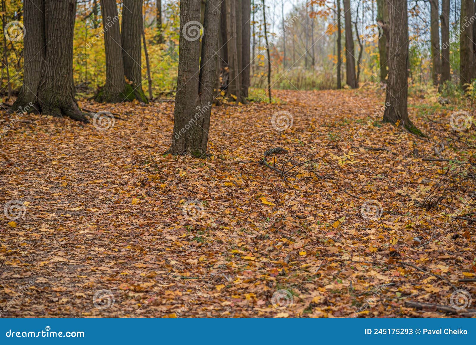 Forest in fall time stock image. Image of forest, scenic - 245175293