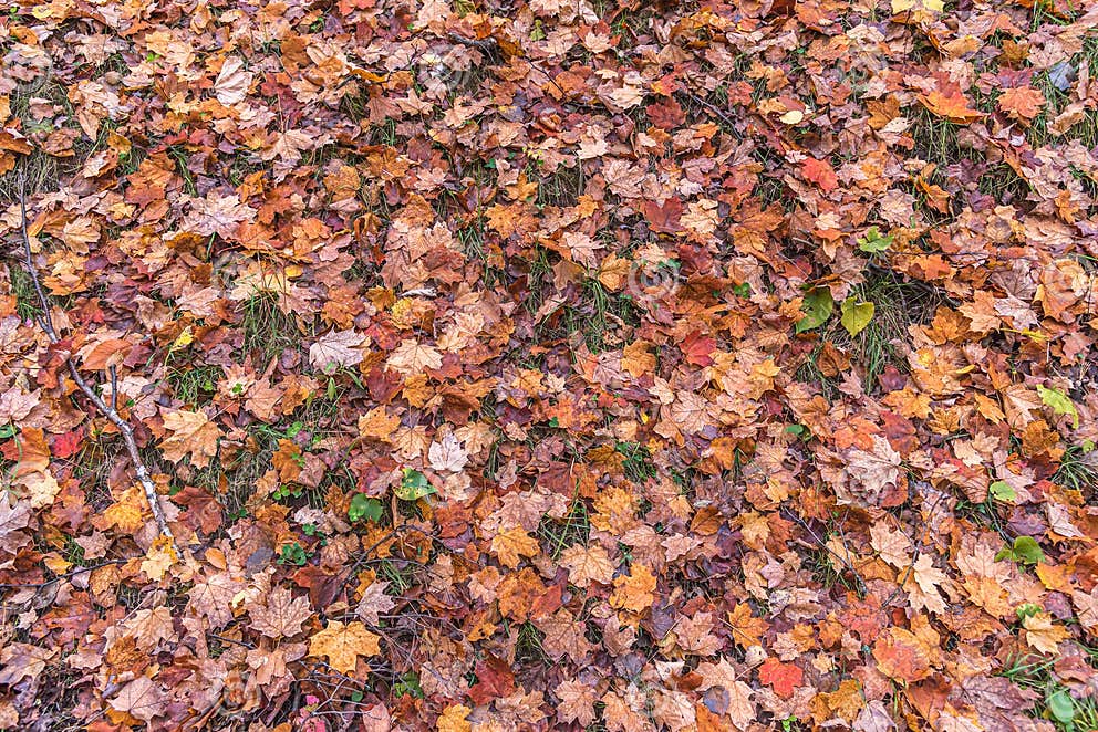 Forest in fall time stock image. Image of canada, path - 315295373