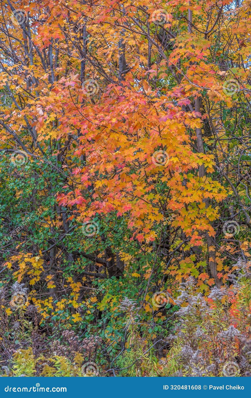 Forest in fall time stock photo. Image of forest, wild - 320481608