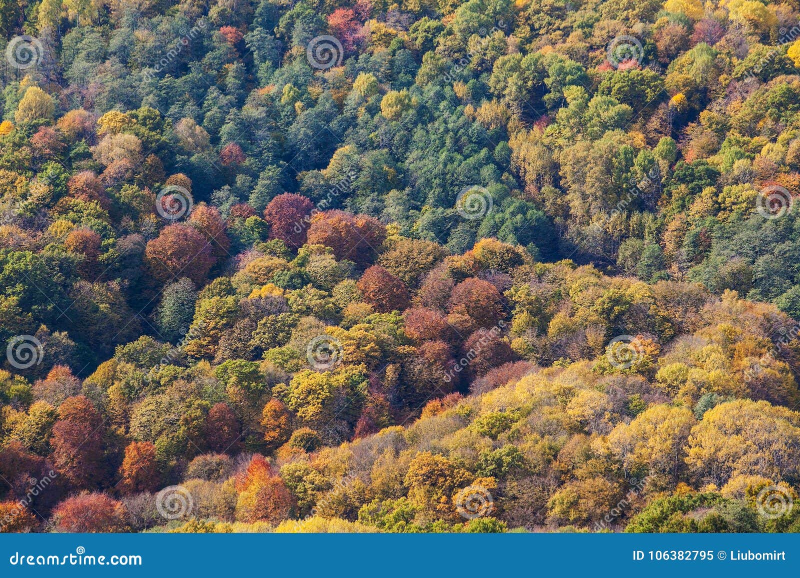 Forest in the fall stock image. Image of season, mountain - 106382795