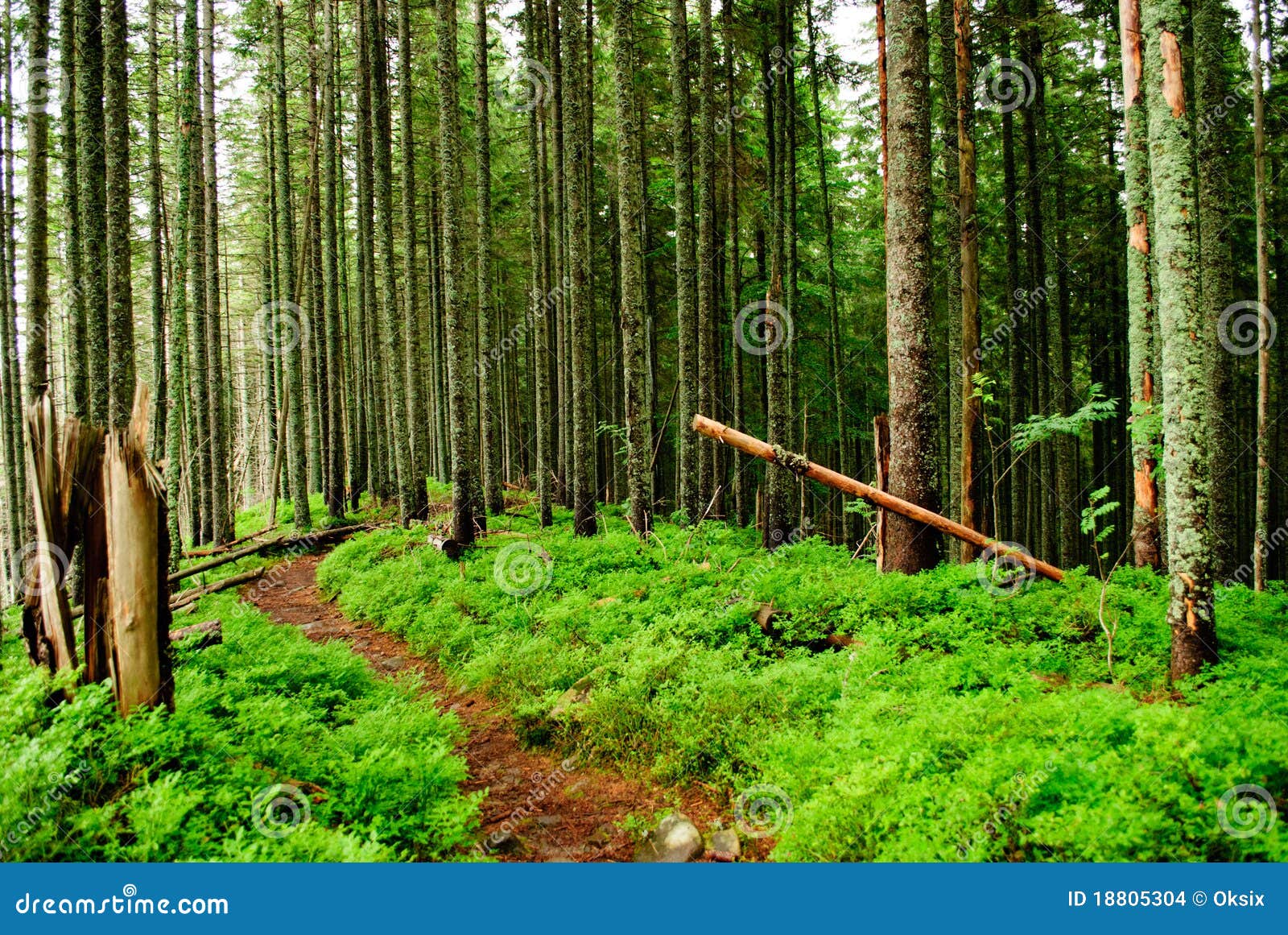 Forest with fallen trees stock photo. Image of green - 18805304