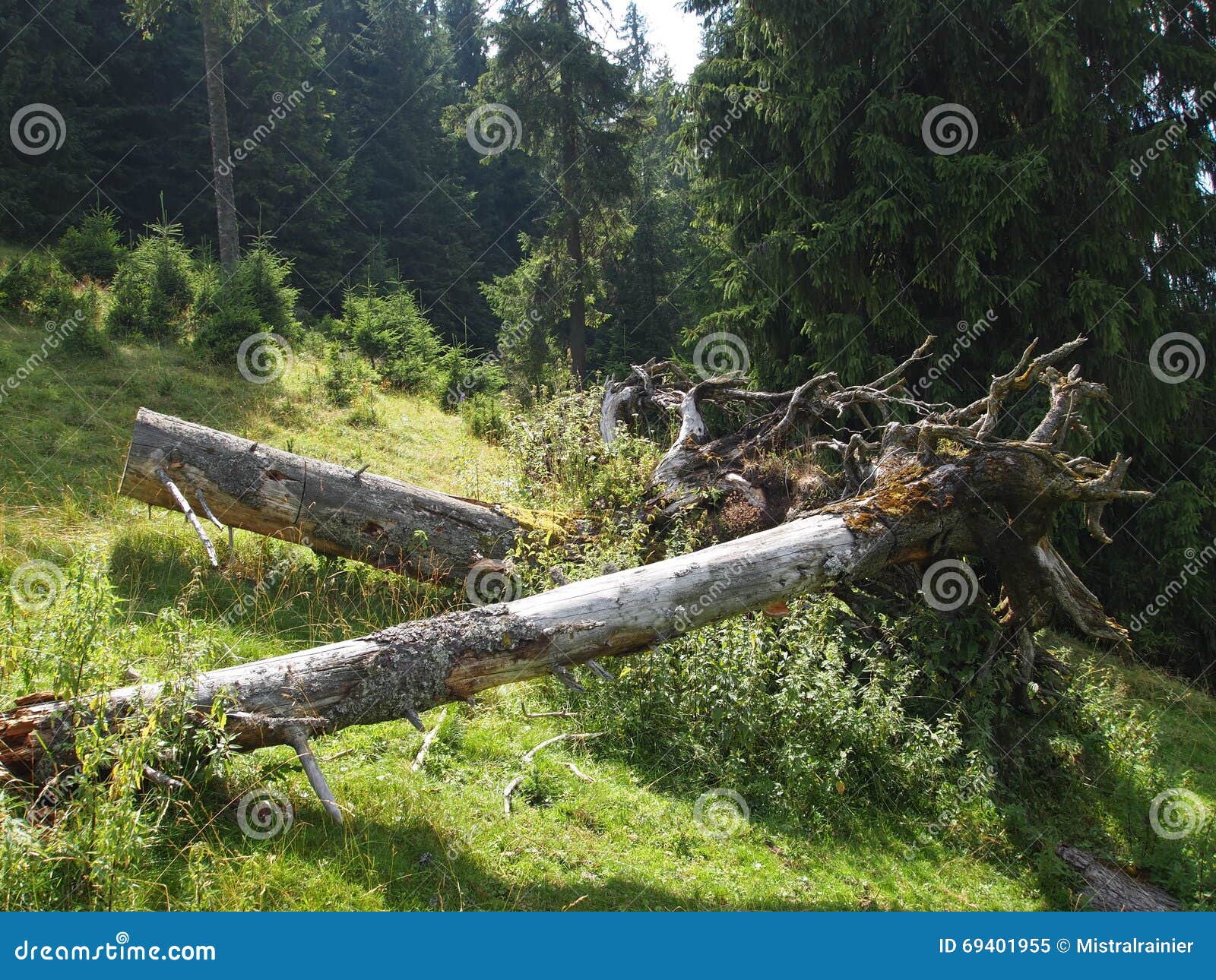 Forest with Fallen Trees and Green Plants Stock Image - Image of ...