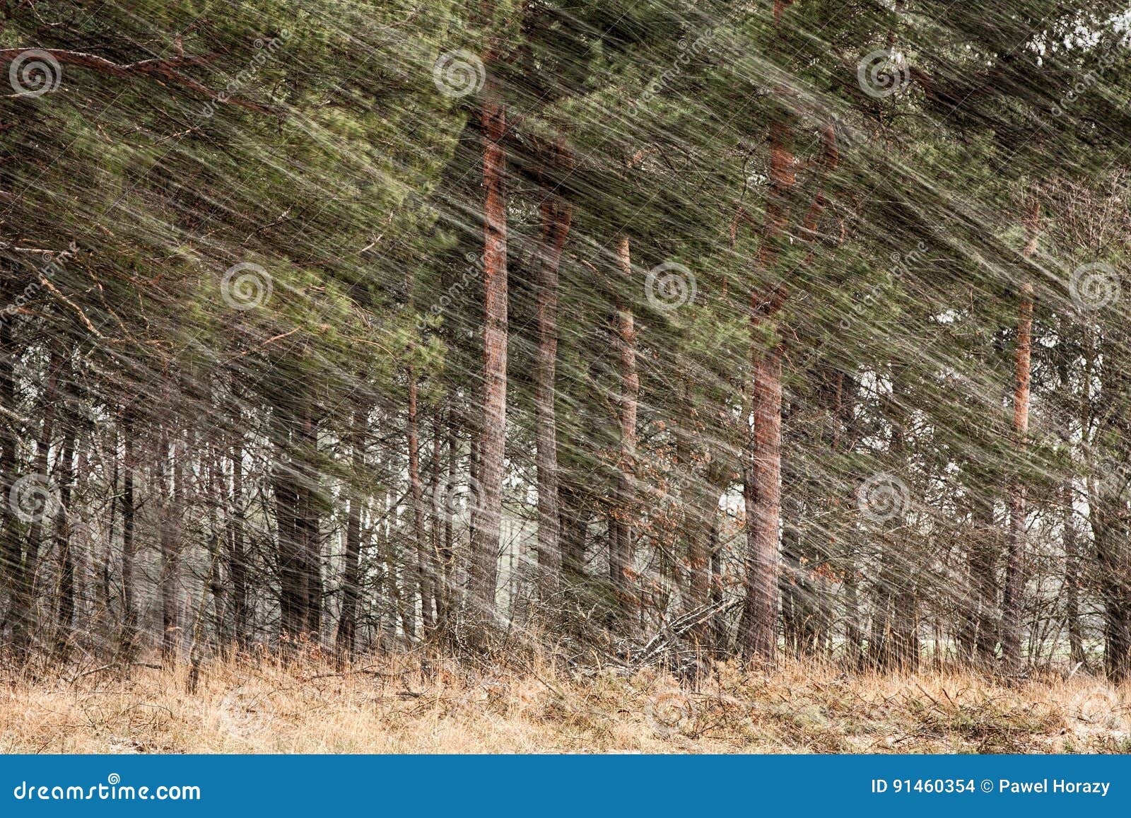 Forest with falling snow stock photo. Image of nature - 91460354