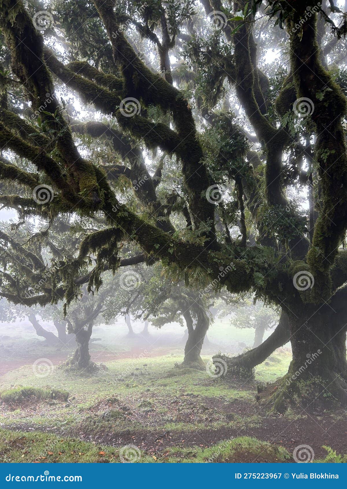 Forest Fanal stock image. Image of mystical, forest - 275223967