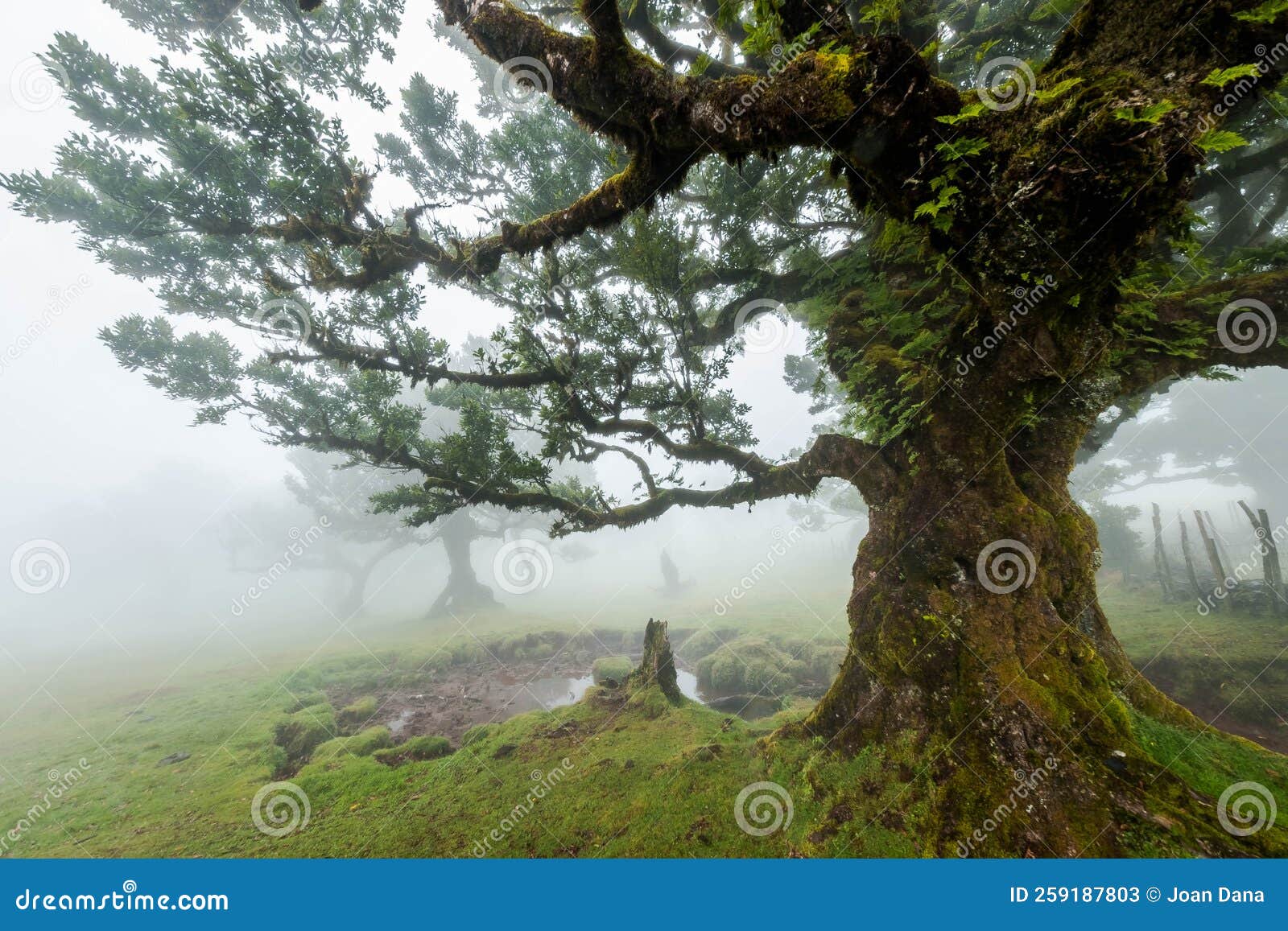 The Forest of Fanal Shrouded in Mist Stock Image - Image of mist ...