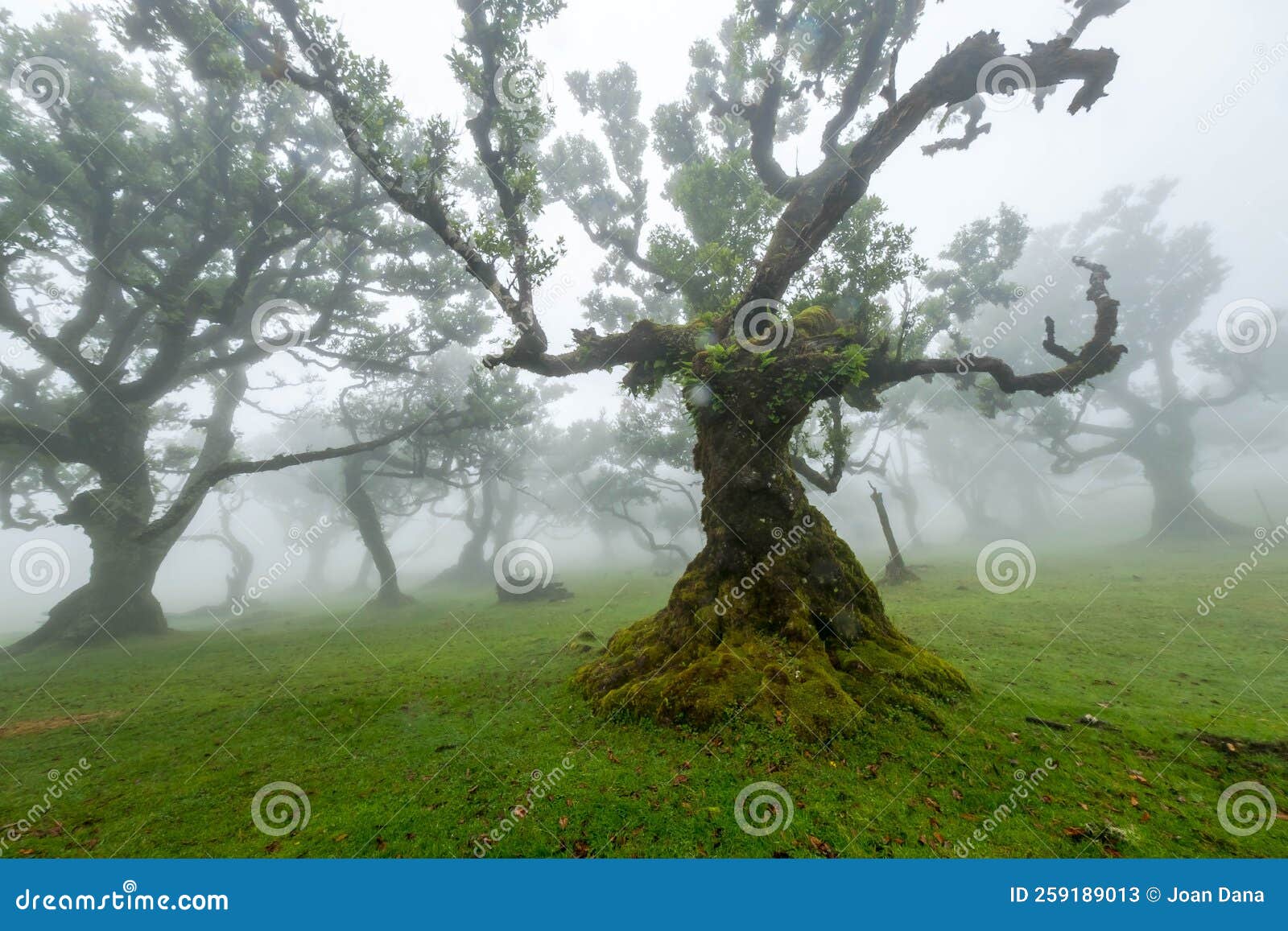 The Forest of Fanal Shrouded in Mist Stock Image - Image of vacations ...