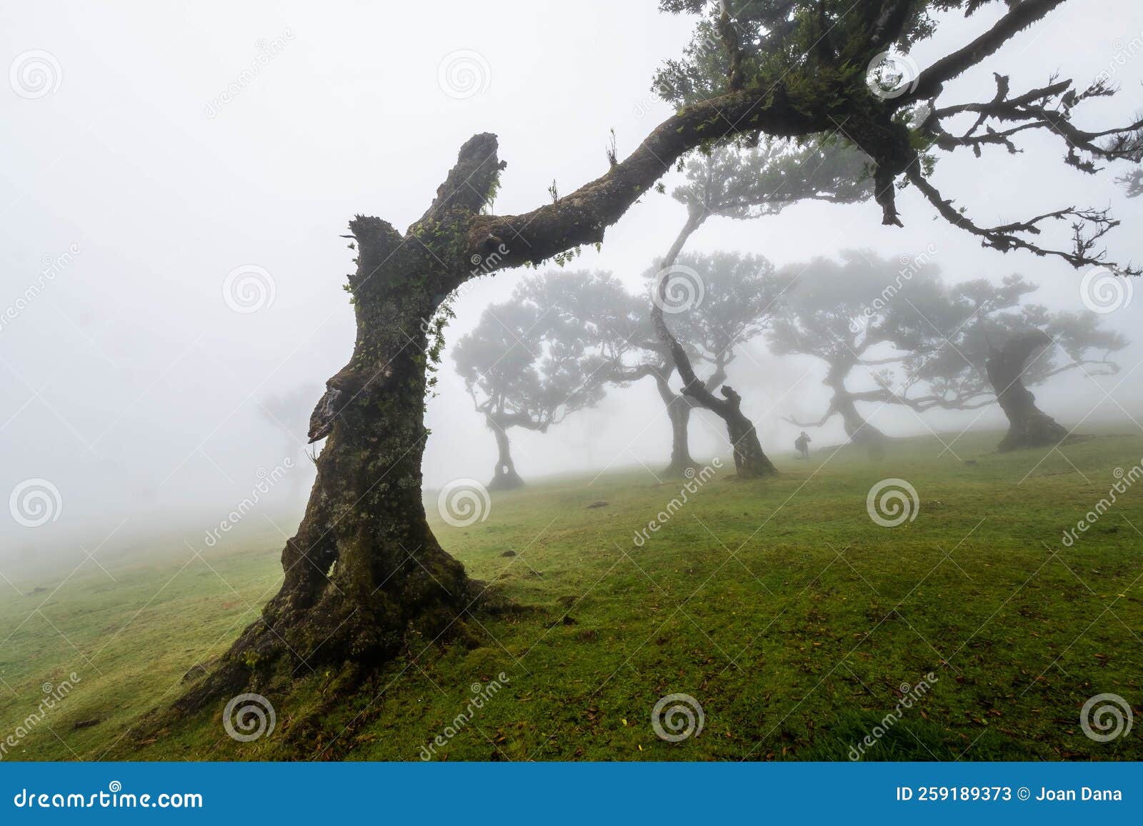 The Forest of Fanal Shrouded in Mist Stock Image - Image of tourism ...