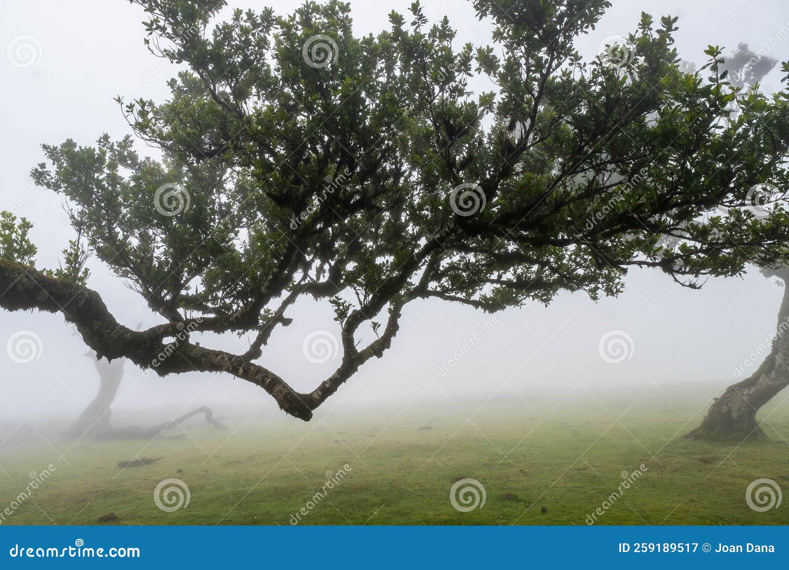 The Forest of Fanal Shrouded in Mist Stock Image - Image of shrouded ...