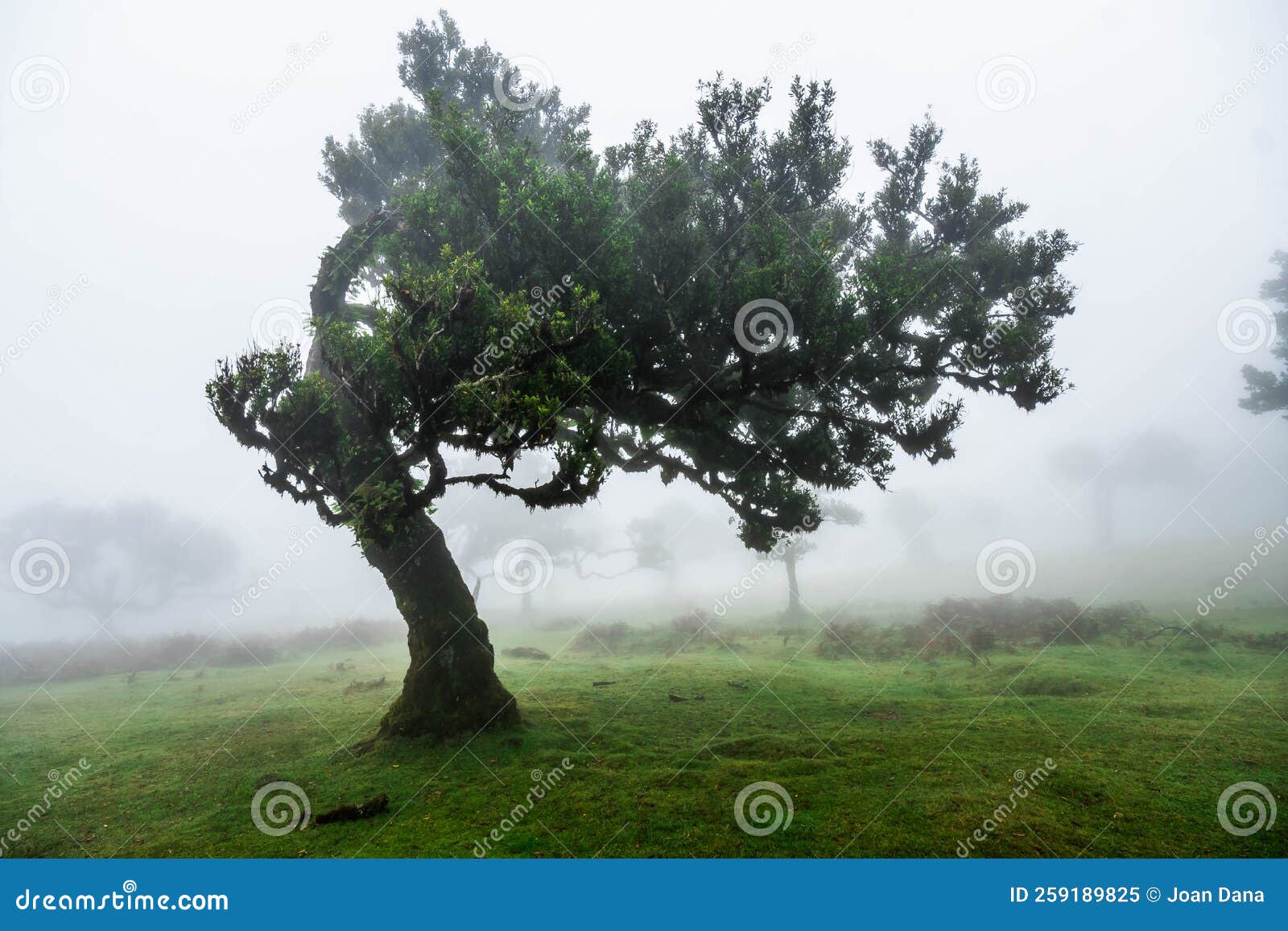 The Forest of Fanal Shrouded in Mist Stock Image - Image of forest ...