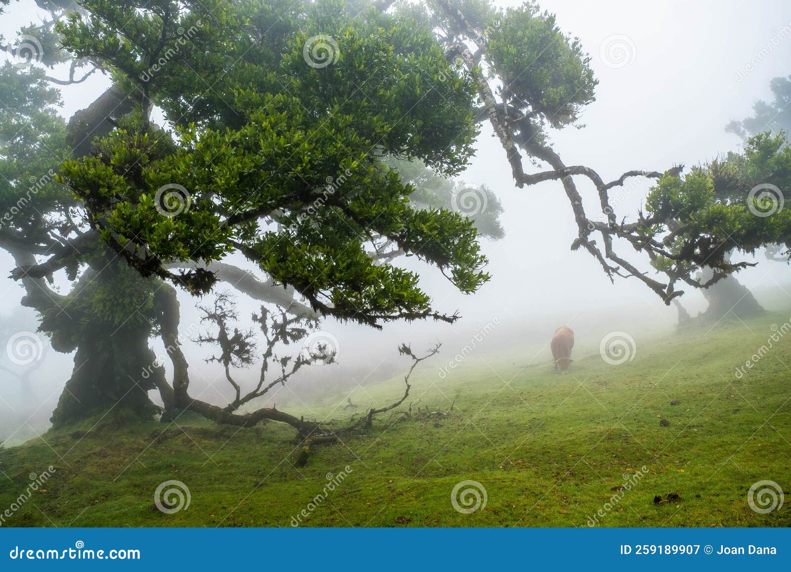 The Forest of Fanal Shrouded in Mist Stock Image - Image of tranquility ...