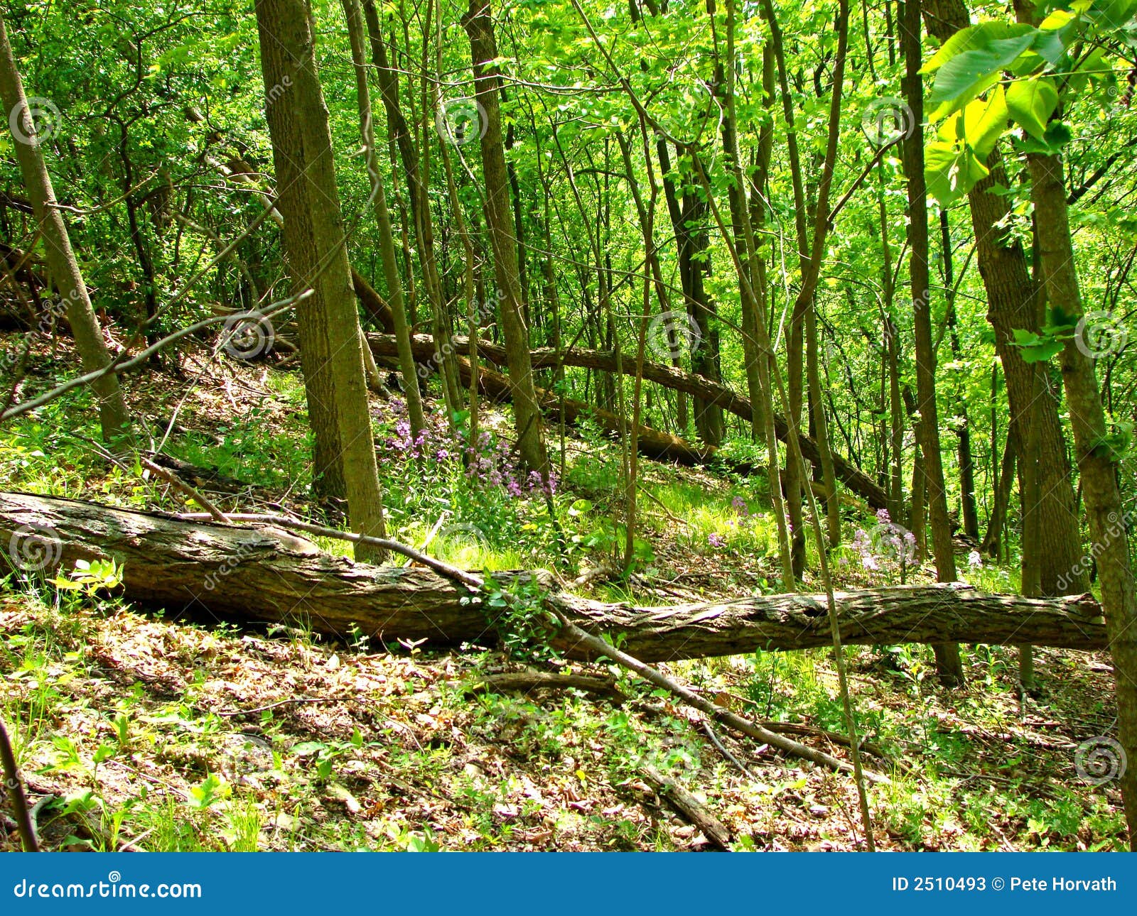 Forest Felled Tree stock image. Image of purple, plants - 2510493