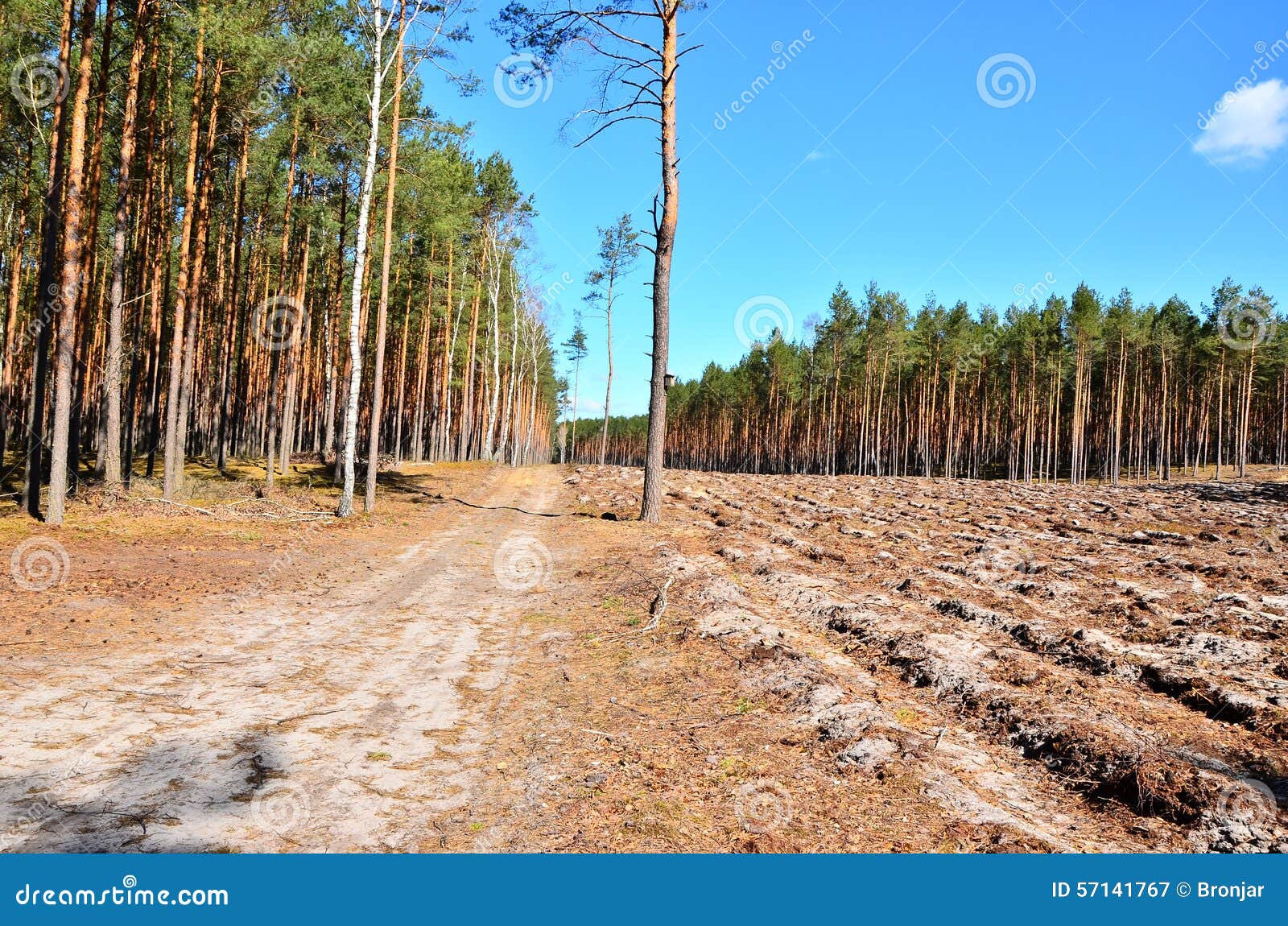 Forest after felling stock image. Image of beautiful - 57141767