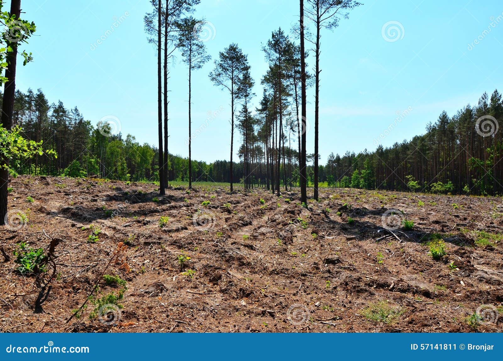 Forest after felling stock image. Image of scenery, outdoor - 57141811