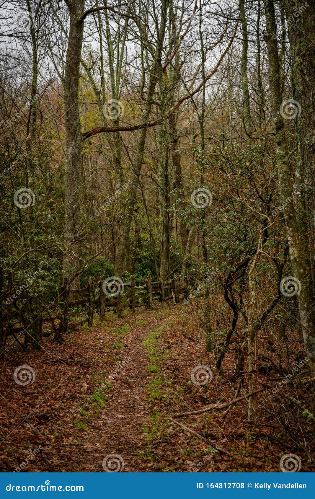 Forest Fence in Early Spring Stock Photo - Image of park, forest: 164812708