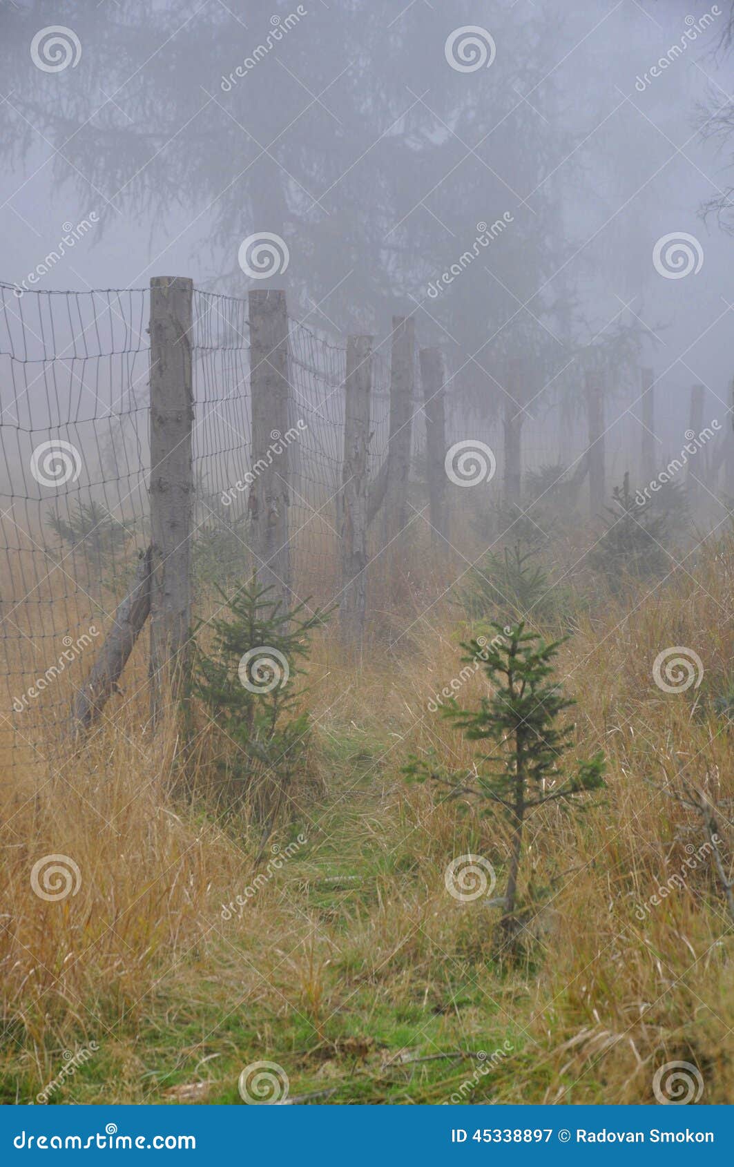Forest fence in fog stock image. Image of colorful, meadow - 45338897