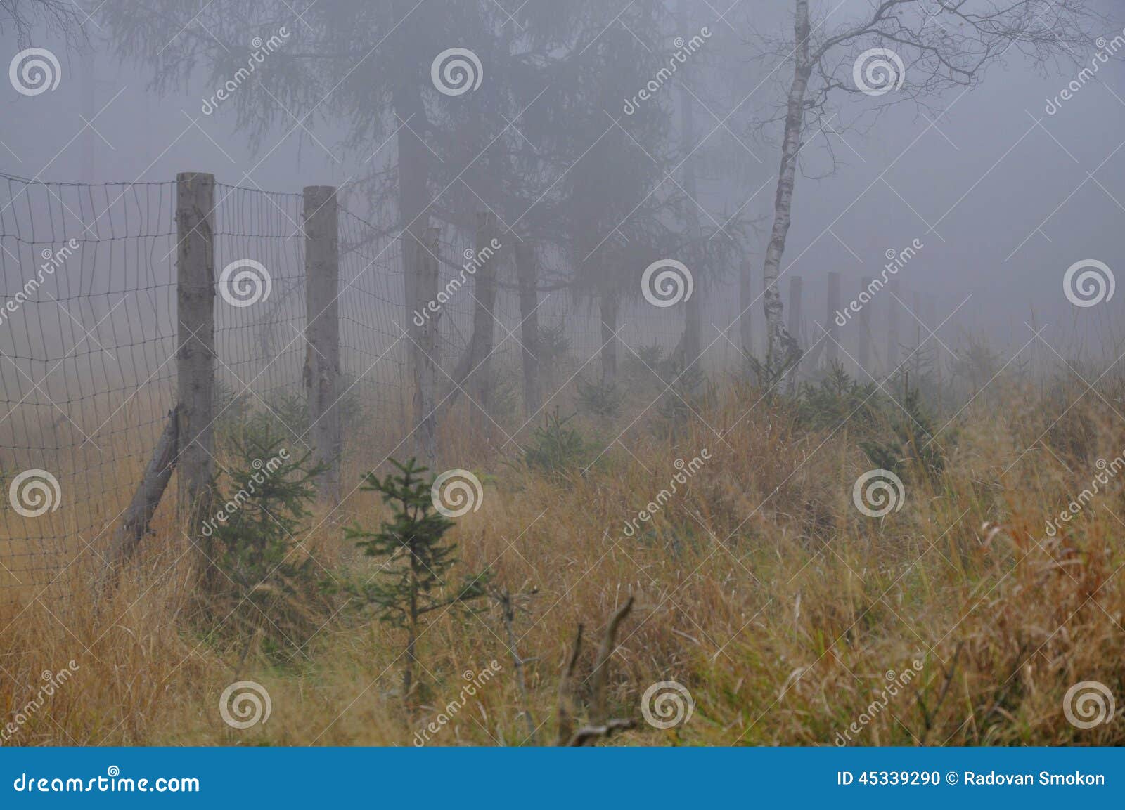 Forest fence in fog stock photo. Image of fresh, majestic - 45339290
