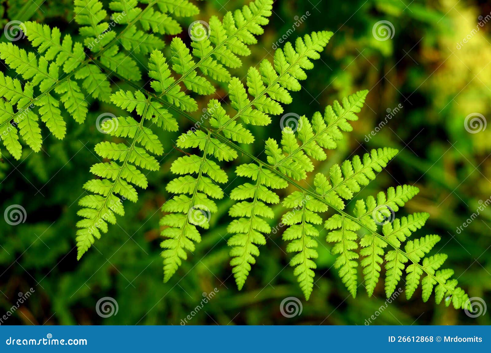 Forest Fern stock photo. Image of jungle, natural, freshness - 26612868