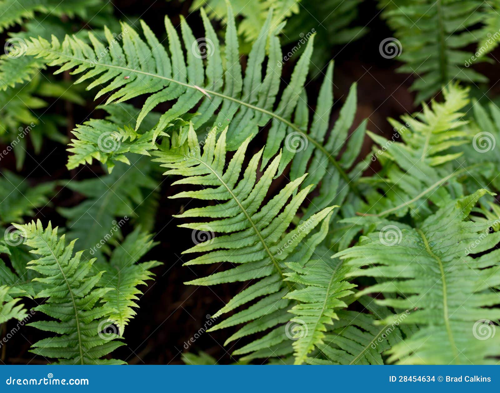 Forest fern stock photo. Image of nature, plant, forest - 28454634