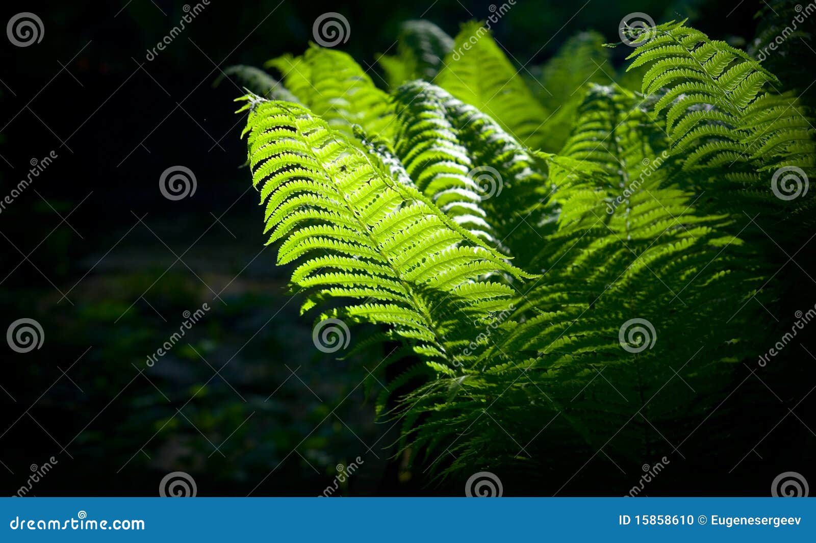 Forest fern background stock photo. Image of sunlight - 15858610
