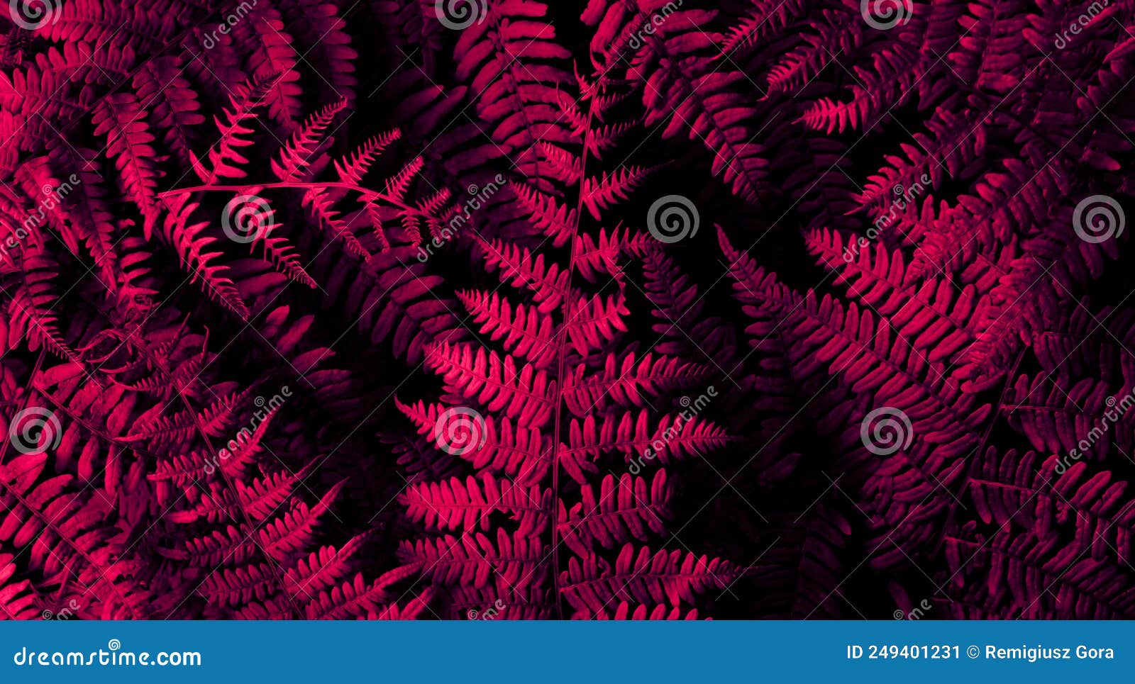 Forest Fern Leaves in Red Light Stock Image - Image of botanical ...