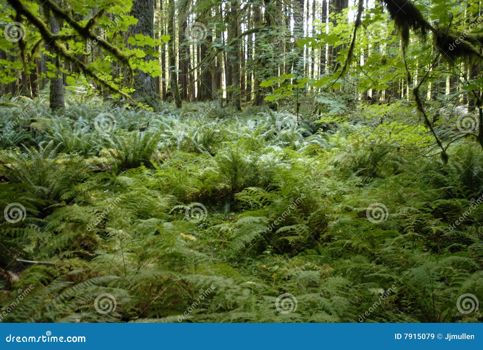 A Forest Of Ferns Picture. Image: 7915079