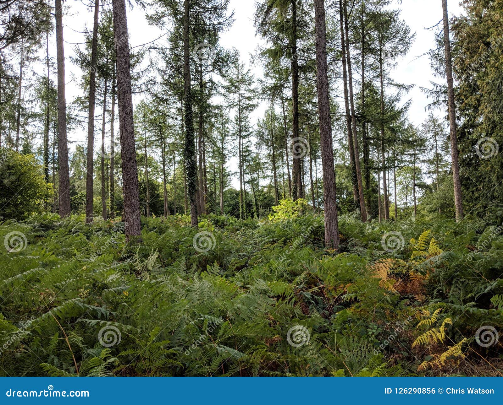 Forest and ferns stock photo. Image of ferns, forest - 126290856