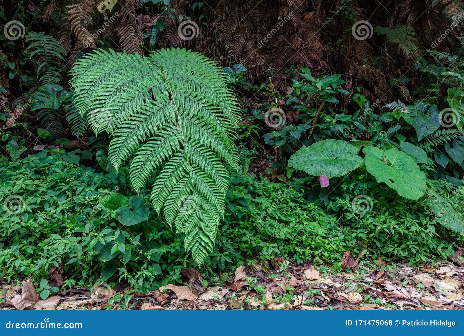 Dry Forest Ferns Stock Photography | CartoonDealer.com #45602702