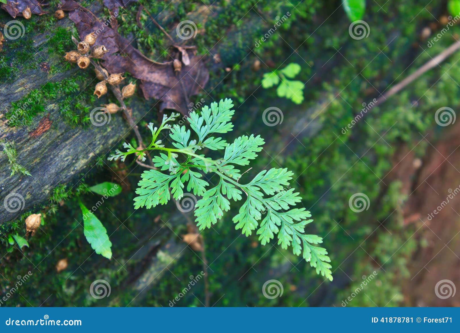 Forest Ferns and Fallen Log Stock Image - Image of bracken, environment ...