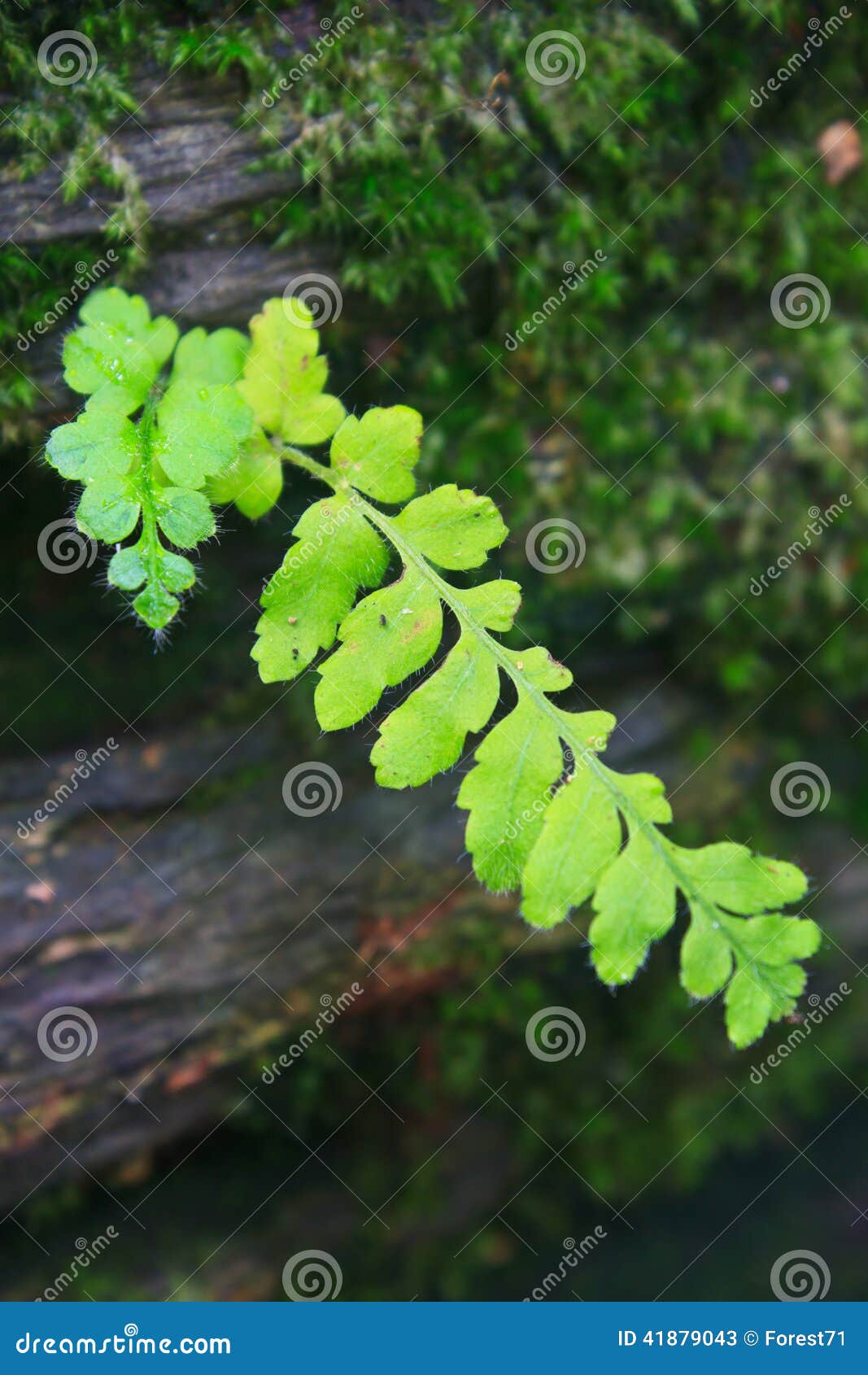 Forest Ferns and Fallen Log Stock Image - Image of ecology, fresh: 41879043