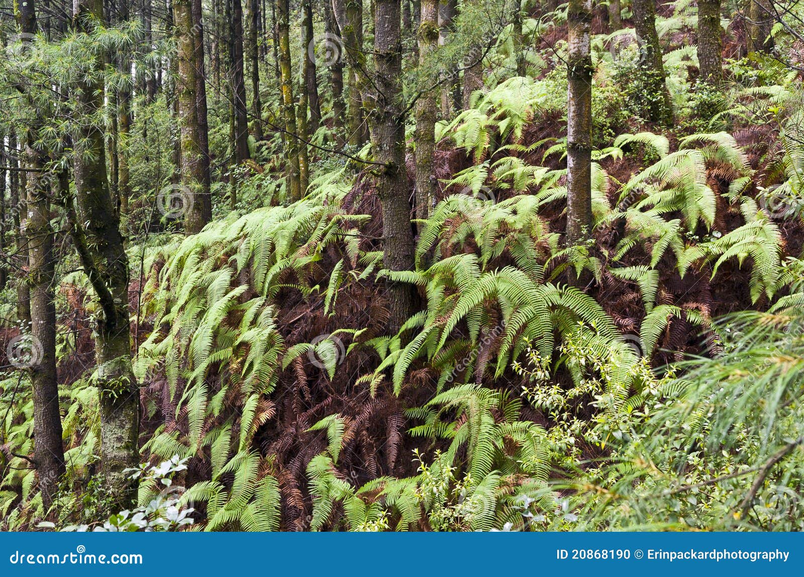 Forest Ferns on a slope stock photo. Image of plants - 20868190