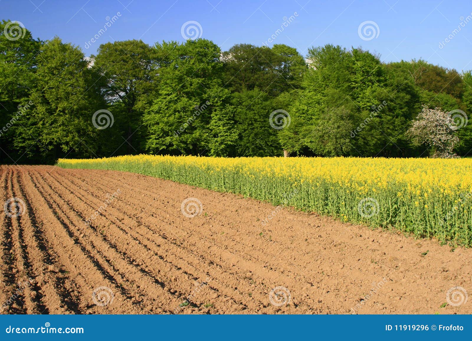 Forest and field stock photo. Image of plant, season - 11919296
