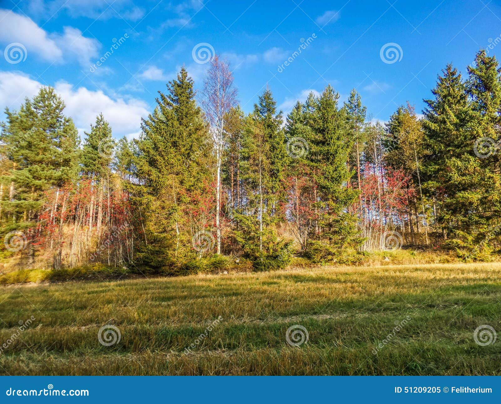 Forest and field stock image. Image of stubb, wood, summer - 51209205