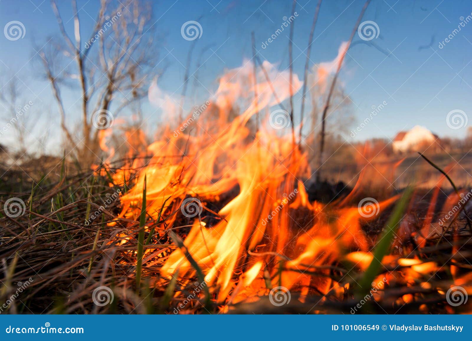 Forest or Field Fire. Tree is Burned To the Ground a Lot of Fire when ...