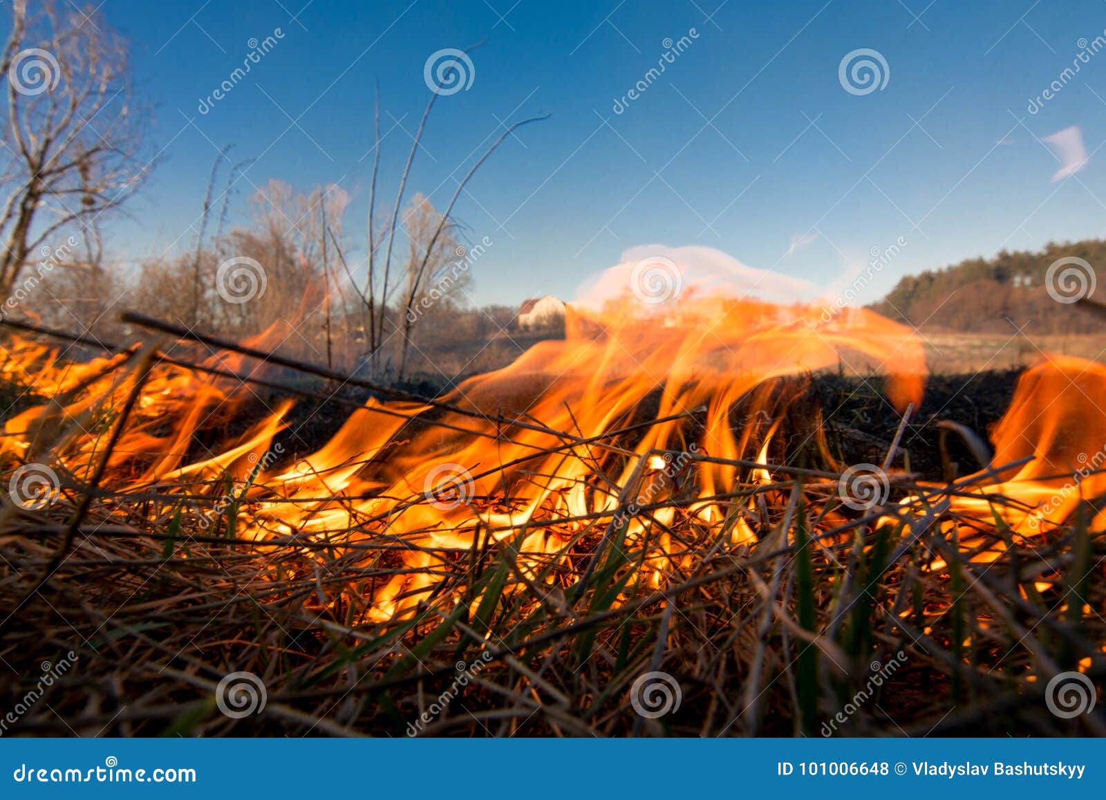 Forest or Field Fire. Tree is Burned To the Ground a Lot of Fire when ...