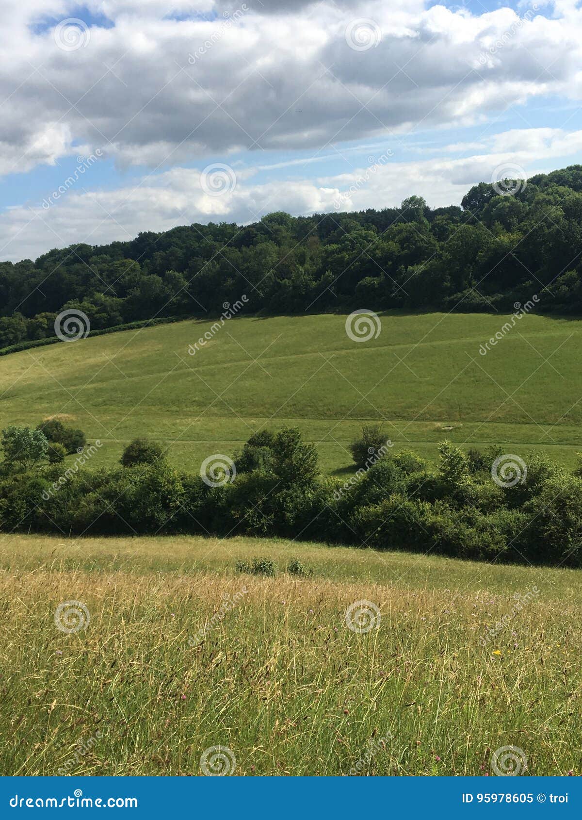 Forest field stock image. Image of greenary, feild, openspace - 95978605