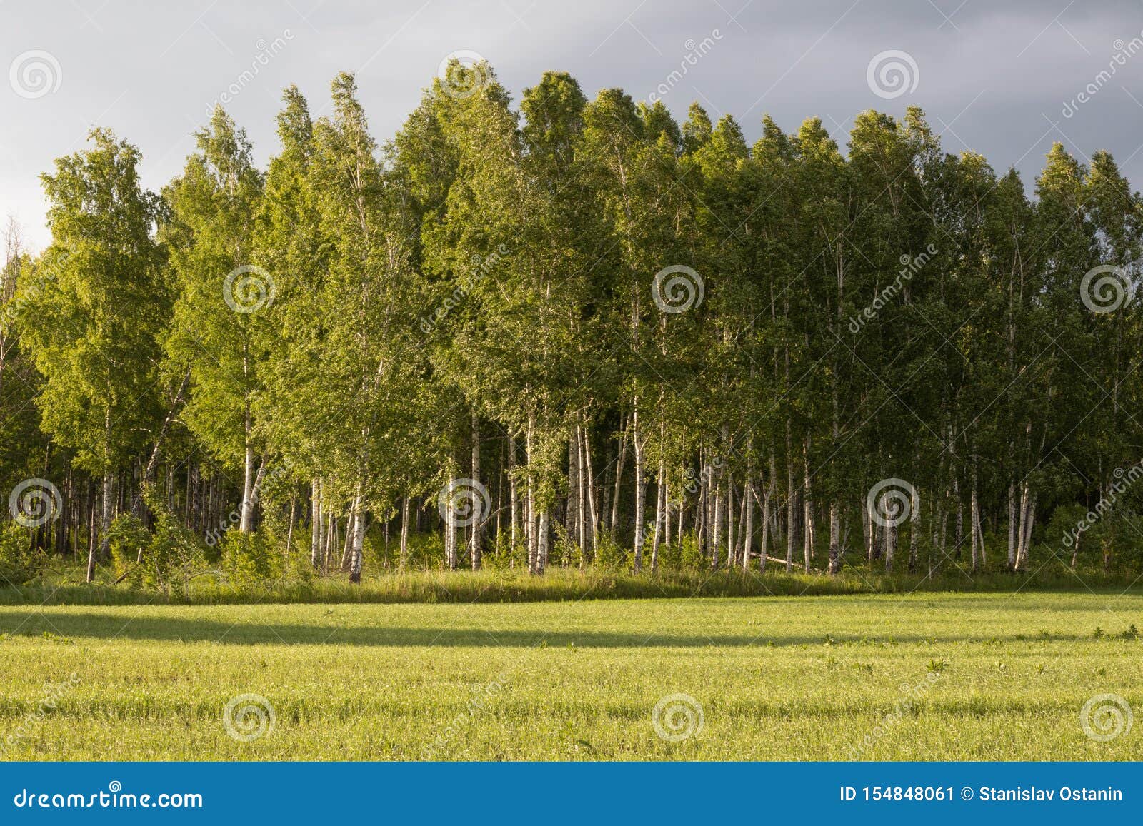 Forest and field stock image. Image of beautiful, background - 154848061