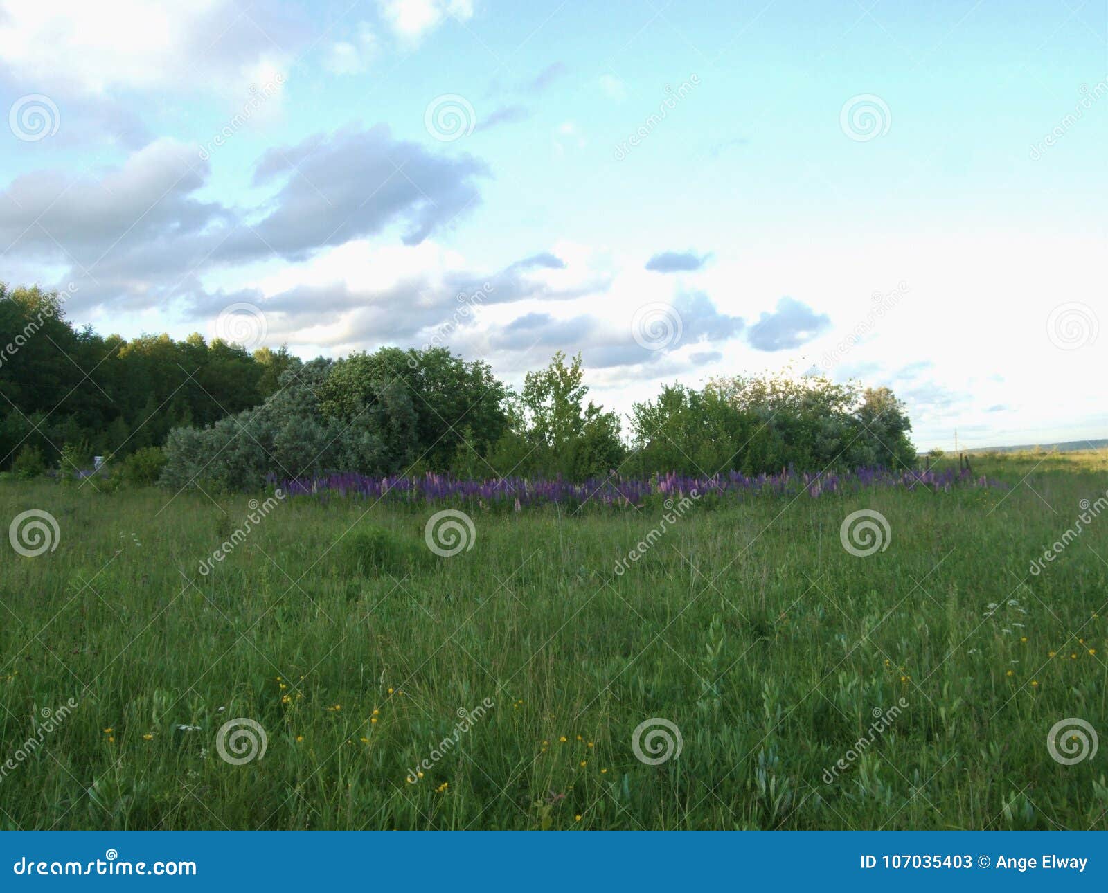 Forest and field. stock image. Image of blooming, unique - 107035403