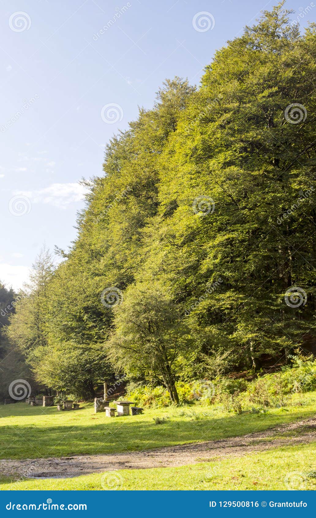 Forest with fields stock photo. Image of spain, province - 129500816