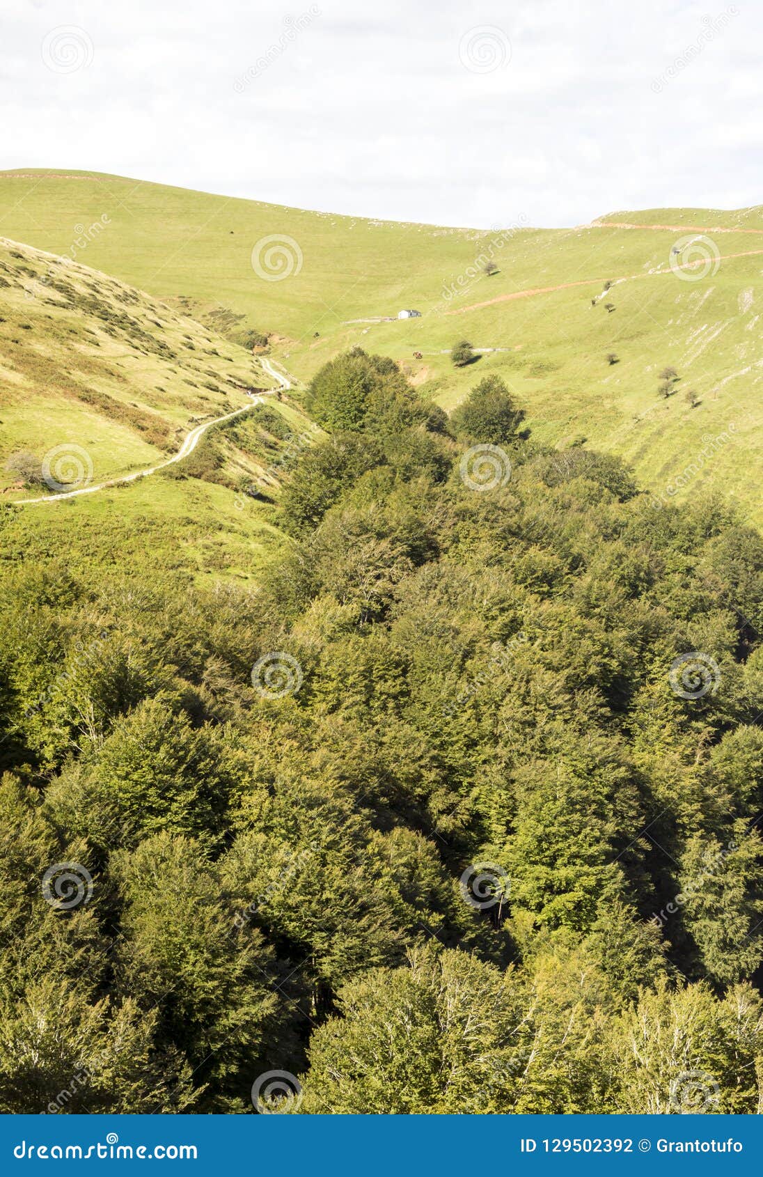 Forest with fields stock photo. Image of catalonia, agriculture - 129502392
